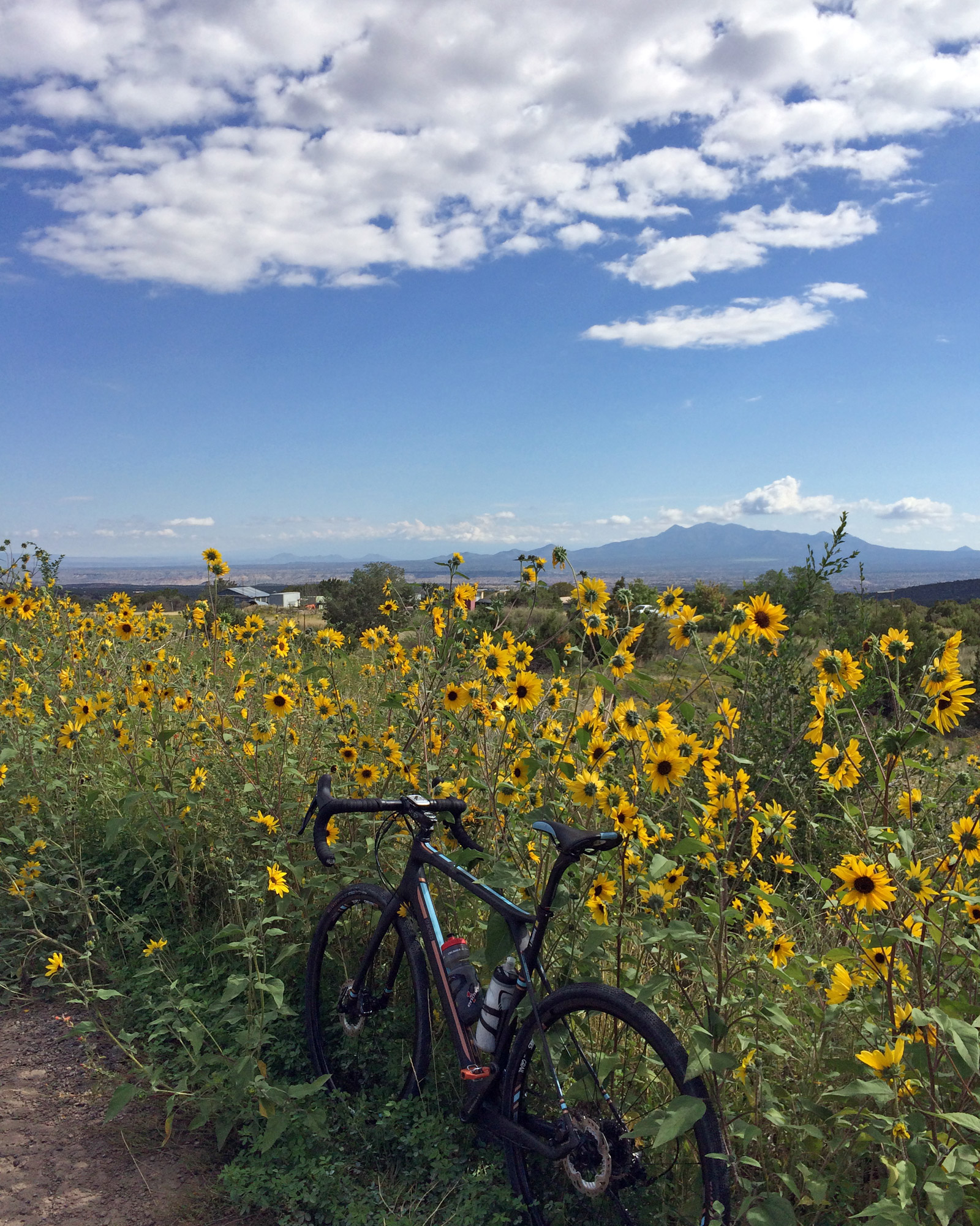 Bikerumor Pic Of The Day Sandia Mountains Sunflowers South Of Santa Fe 
