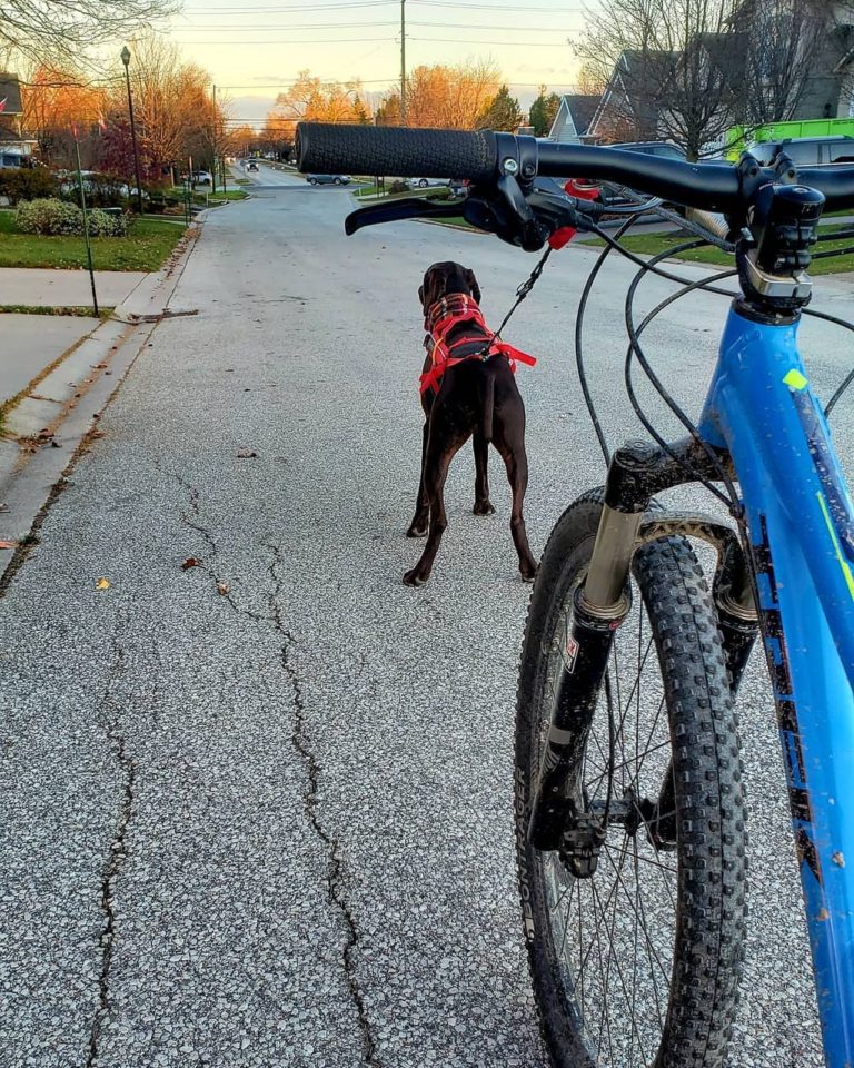 How to Bike Ride with your Dog - The best gear for trail dogs ...